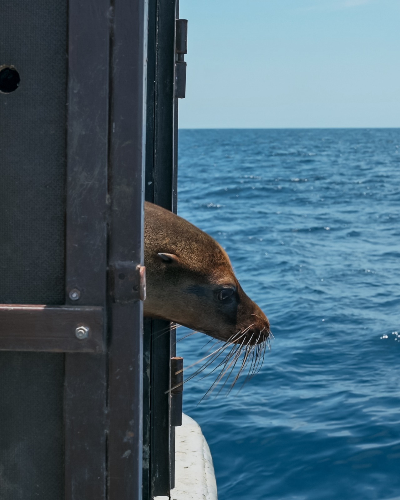 León marino vuelve al mar tras exitosa rehabilitación en Guatemala ...